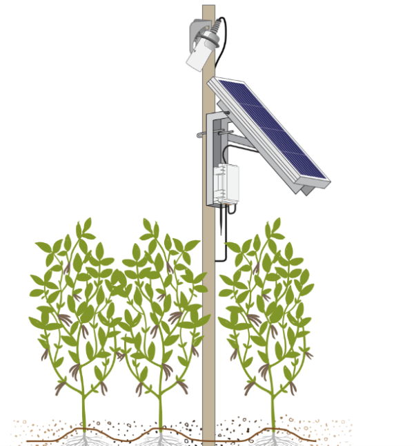 Leaf and Canopy Temperature - ICT International