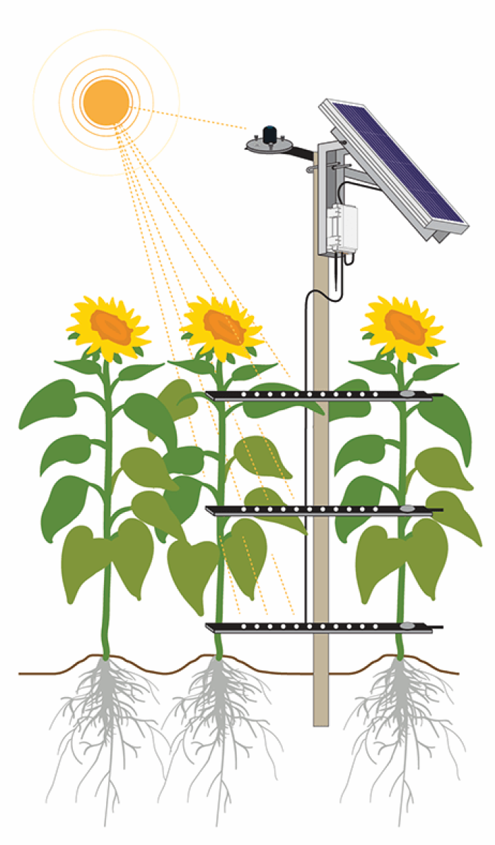 Canopy Light Interception - ICT International